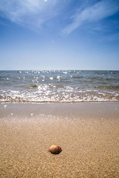 Premium Photo A Small Clam On The Beach A Single Clam On The Sand