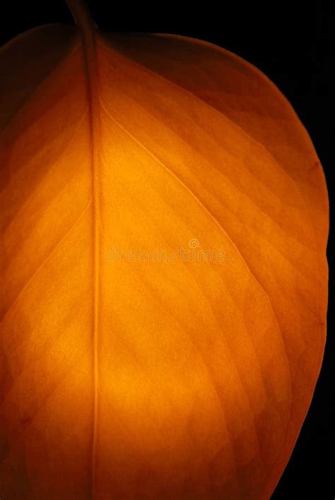 Withered Leaf Picture Image 3125519