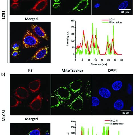 Subcellular Localization Of A Lc31 And B Mlc31 By Mitotracker Deep