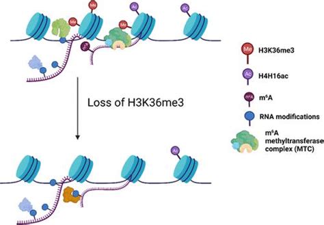 H3k36me3 调控的表观转录组 Reader、writer 和 Eraser 蛋白的靶向分析 Analytical Chemistry