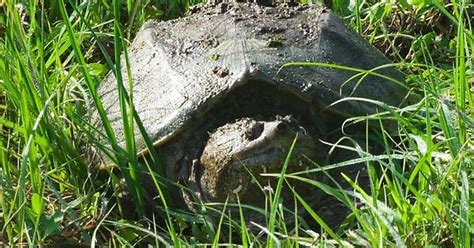 Giant Snapping Turtle From 2009 Album On Imgur