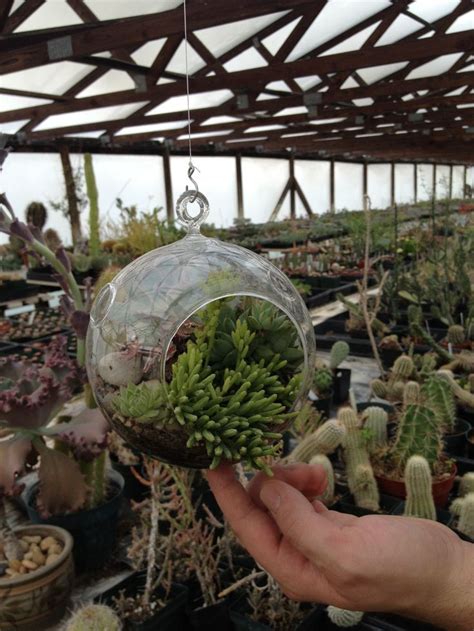Lovely Hanging Glass Globe Planter Glass Globe Decor Planters