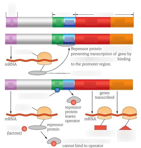Diagram Of Lac Operon Quizlet