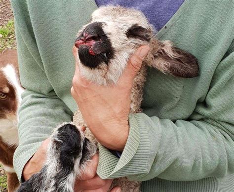 Lamb Saved After Crows Attempt To Peck Out Its Tongue In Maidstone
