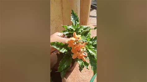 Nenu Chetlu Konanu Youtube