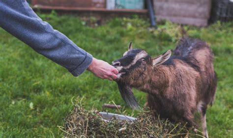 Small Goat Bell Smallholder Equipment Gn Ltd