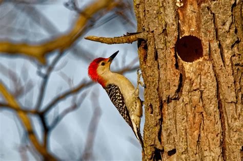 14 Must See Photos Of Woodpeckers In Their Natural Habitat