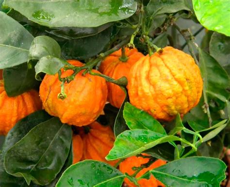 Citrus Aurantium Dr Alessandro Garcia Médico Nutrólogo