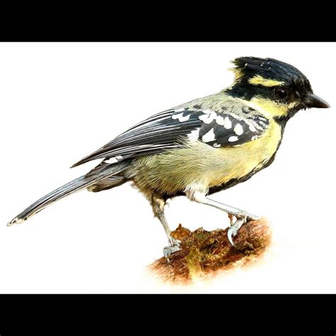 Indian Black Lored Tit Machlolophus Aplonotus Identification Birda