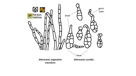 Alternaria