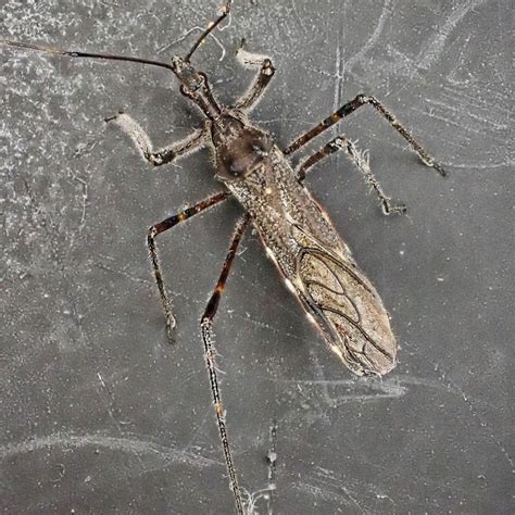 Zelus Tetracanthus 4 Spurred Assassin Bug 10000 Things Of The Pacific Northwest