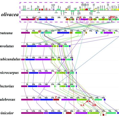 Gene Collinearity Analysis Of Eight Boletales Species Using Mauve