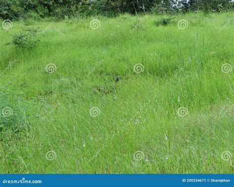 Green Grass Patch In The Forest Of Central India Madhya Pradesh Stock