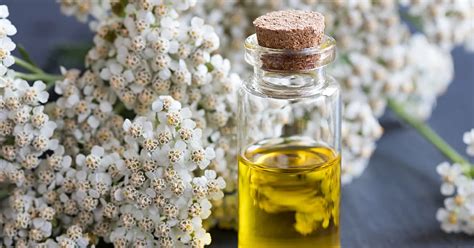 Yarrow Monograph 🌿 Holisticwow