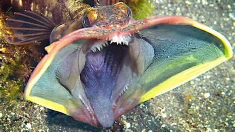 Predator Mouth Fish