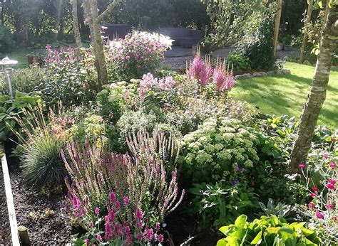 Stauder I Lyserødtlillahvidt Planter Til Solhalvskygge