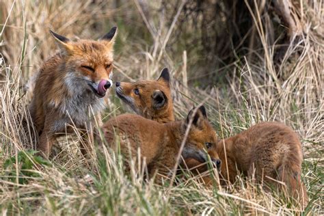 Familie Fuchs Remastered Foto And Bild World Wald Spielen Bilder