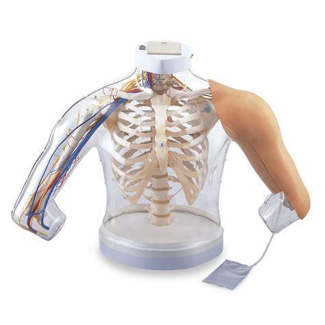 Intramuscular Injection Model Of Upper Arm Muscles Medtech