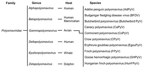 Pathogenicity Of Avian Polyomaviruses And Prospect Of Vaccine Development