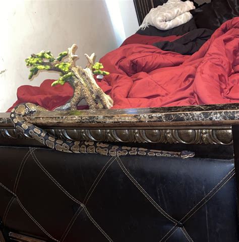 morph help please r ballpythonmorph