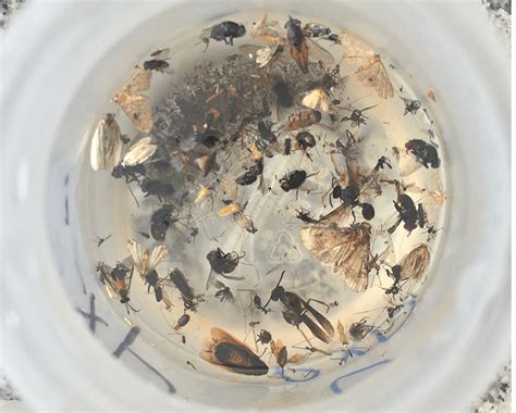 Insects Dont Talk But New Dna Based Technologies Are Helping To Tell