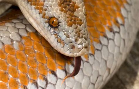 Ball Python Profile Reptile Craze