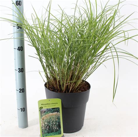 Miscanthus Sinensis Yakushima Dwarf — Plant Wholesale Floraccess