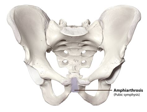 72 Classification Of Joints Medicine Libretexts
