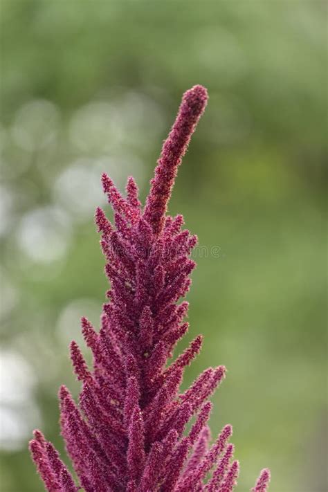 Red Amaranth Blood Amaranth Or Love Lies Bleeding Leaf Vegetable Cereal And Ornamental Plant Red Amaranth Blood Amaranth Or Love Lies Bleeding Leaf Vegetable Cereal And Ornamental Plant
