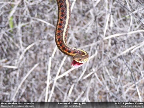 Nmhs Thamnophis Sirtalis Dorsalis