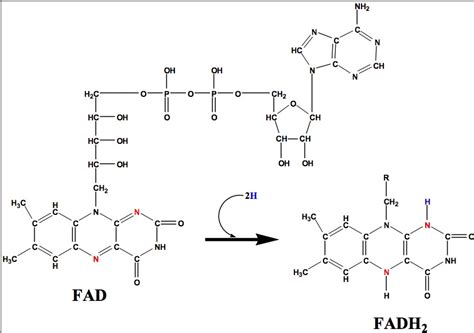 Estructura Y Función Del Fad Libro ElectrÓnico De BioquÍmica Juan