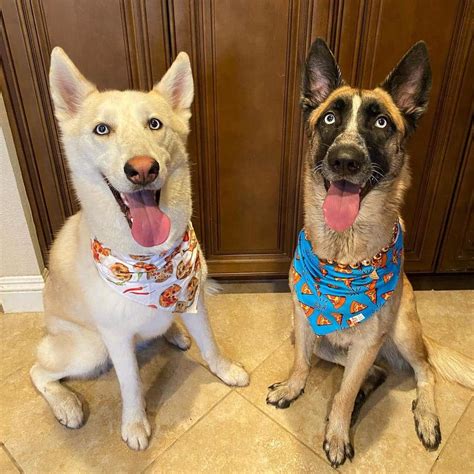 Belgian Malinois Husky Mix Belusky Owners Guide