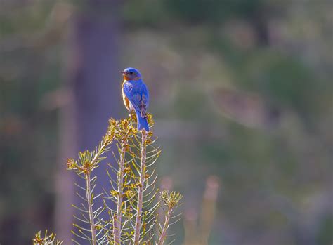 Middlemunity College Middlemunity College