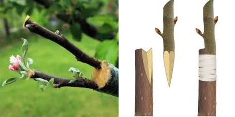 Mastering The Art Of Grafting Apple Trees The Ultimate Guide To Timing