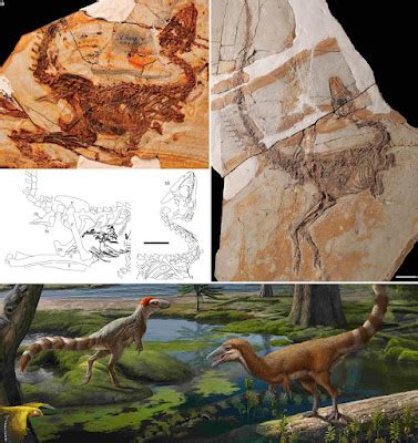 Species New To Science [paleontology • 2025] Huadanosaurus Sinensis