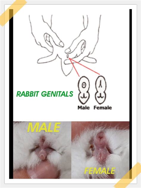 How To Sex At The Early Stage D Unic Farms Rabbitry Gh Ltd