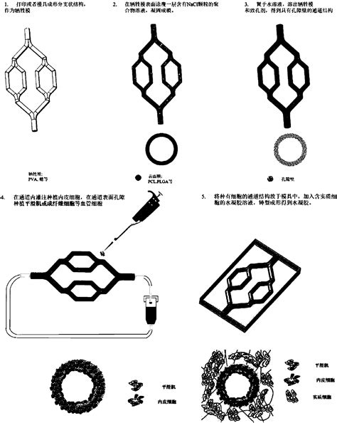 Bionic Vascularized Soft Tissue With Multilayer Vascular Structure And
