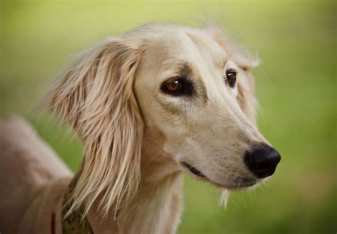 Saluki Breed Temperament And History Britannica
