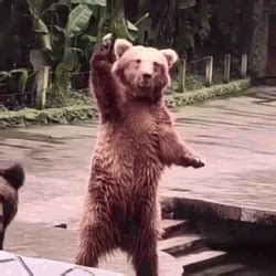 Bear Waving  Cute Animated Bear Gesture Trending Online