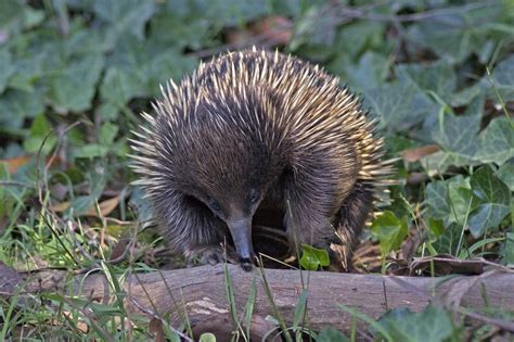 Australsk Echidna Kortneset Maurpiggsvin Naturhistoriske Samlinger