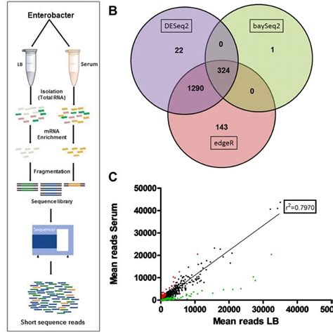 Pdf Enterobacter Bugandensis A Novel Enterobacterial Species Associated With Severe Clinical