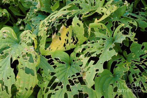 Slug Damage Of Hosta Leaves Photograph By Anthony Cooperscience Photo