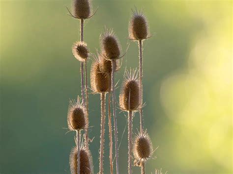 Teasel Our Prickly Relationship Finger Lakes Land Trust