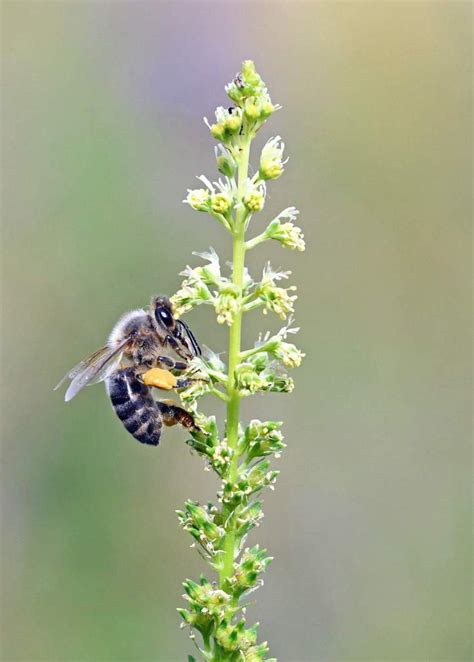 Bees Wings Strong Flexible And Fast Ray Cannons Nature Notes