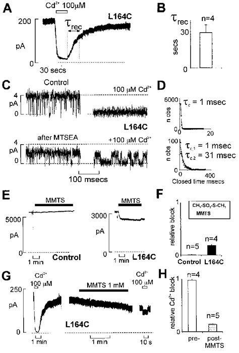 Mmts And Mtsea Modification Abolishes High Affinity Cd 2 Inhibition
