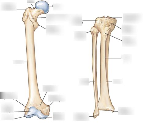 Bony Structures Of The Knee Joint Diagram Quizlet