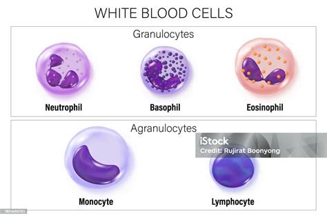 Leukosit Jenis Vektor Sel Darah Putih Granulosit Dan Agranulosit