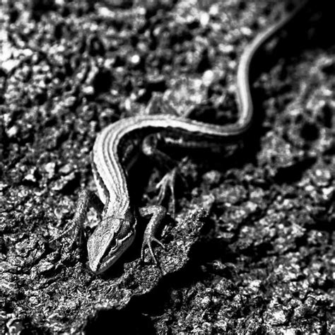 カナヘビさん By みなかたphoto （id：12363540） 写真共有サイト Photohito