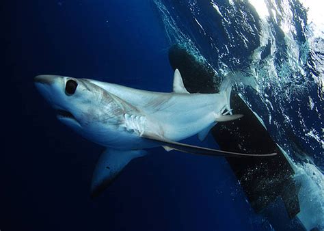 Bigeye Thresher Shark Wildlife Sea Angle Photo Background And Picture