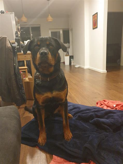 This Is Bear My 1 Year Old Male Rotty Scrolller